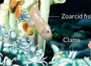 Hydrothermal Vents - Dive & Discover